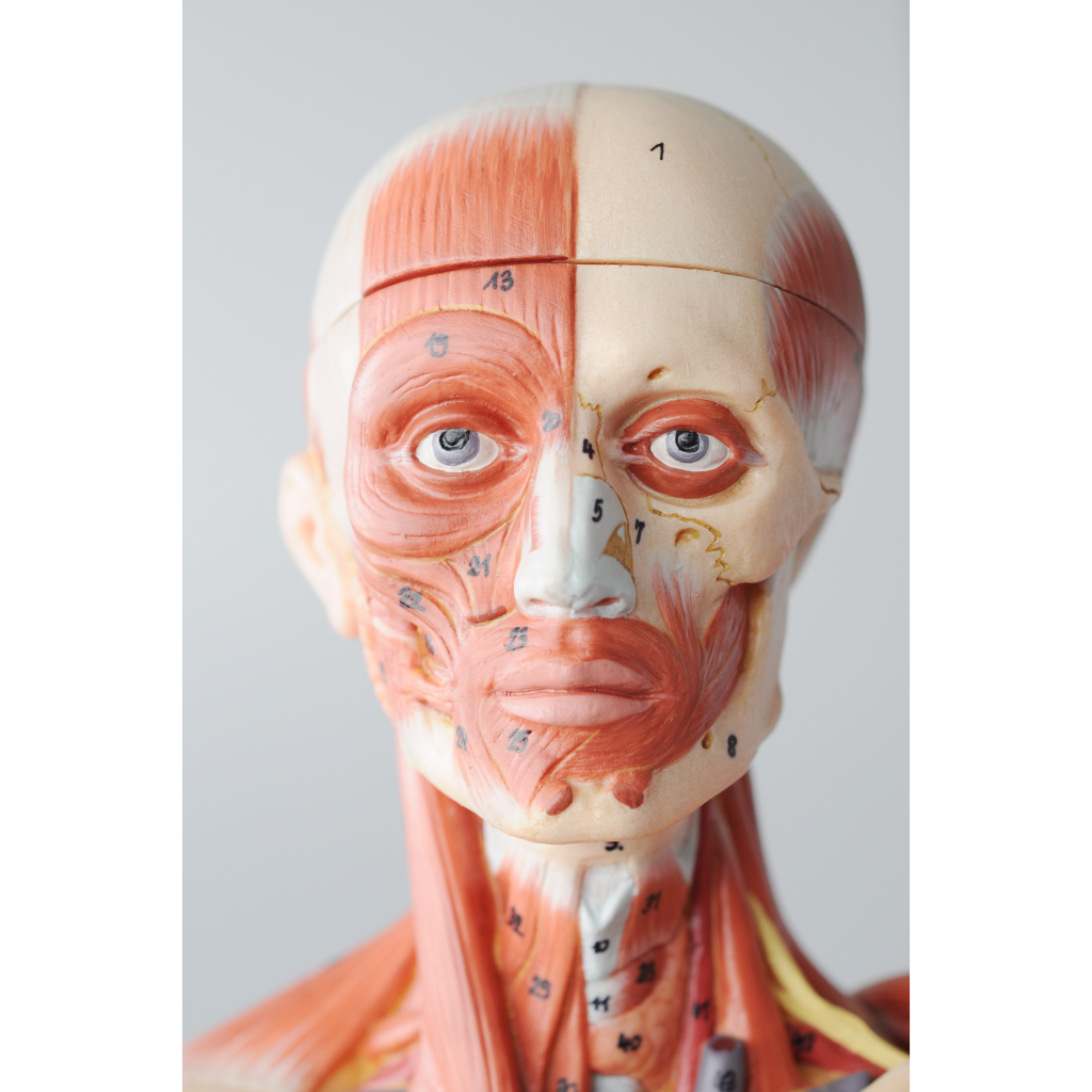 ANATOMÍA FACIAL – PROFESORA LAURA CATALÁN