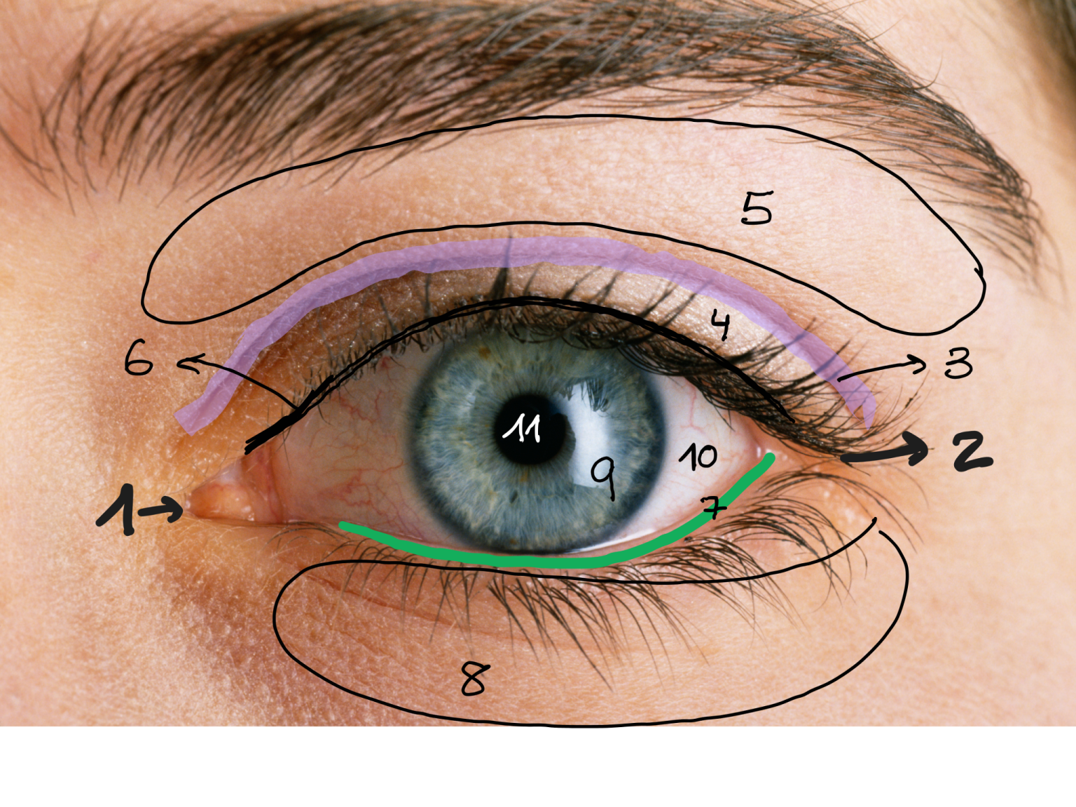 MORFOLOGÍA DEL ROSTRO-TIPOS DE ÓVALOS – PROFESORA LAURA CATALÁN
