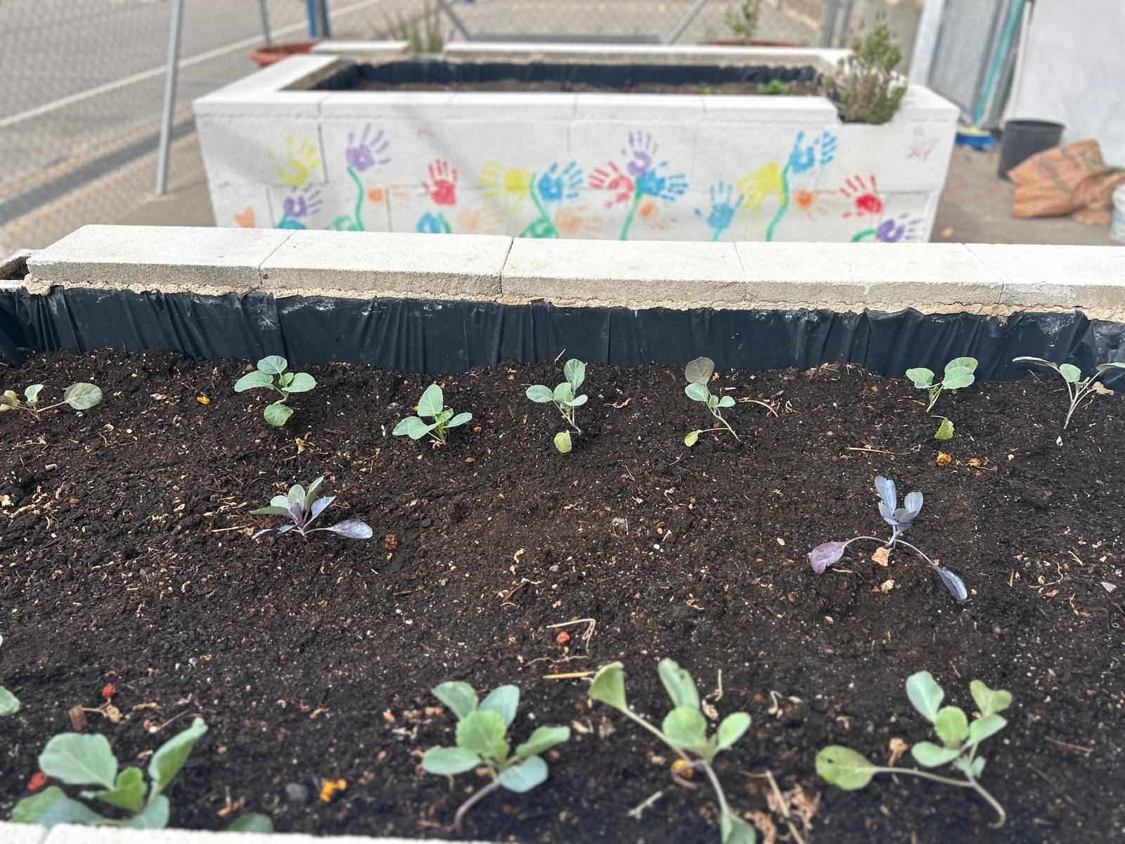 Ja han eixit les primeres plantitas!